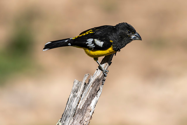 Foto rei-do-bosque (Pheucticus aureoventris) Por Thelma Gatuzzo | Wiki ...