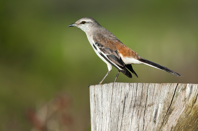 Foto calhandra-de-três-rabos (Mimus triurus) Por Paulo Fenalti | Wiki ...