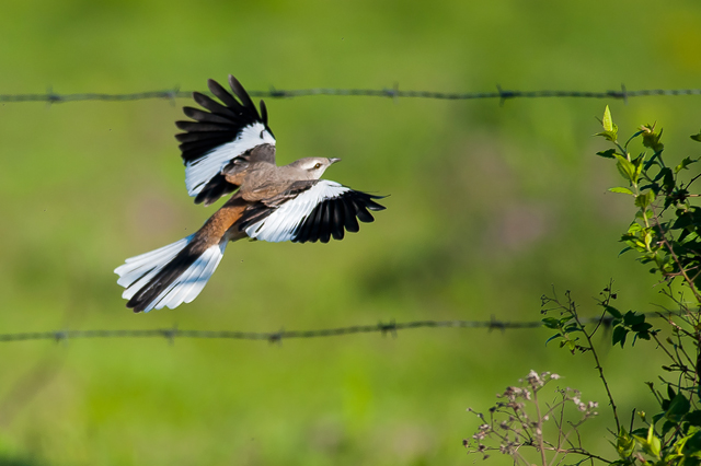 calhandra-de-três-rabos (Mimus triurus) | WikiAves - A Enciclopédia das ...
