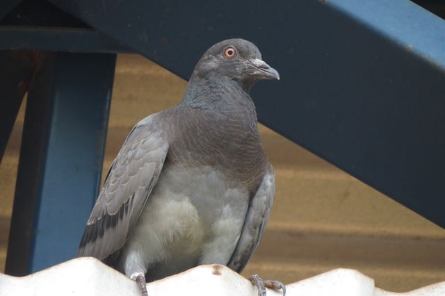 Foto pombo-doméstico (Columba livia) Por Wilton Felipe | Wiki Aves - A ...