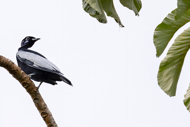 Foto anambé-pombo (Gymnoderus foetidus) Por Thelma Gatuzzo | Wiki Aves ...