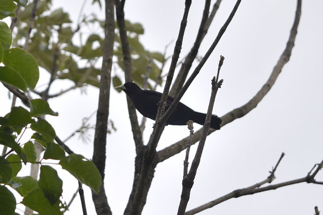 Foto guaxe (Cacicus haemorrhous) Por Anderson Oliveira 3 | Wiki Aves ...