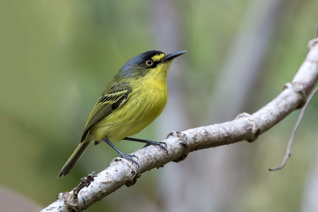 teque-teque (Todirostrum poliocephalum) | WikiAves - A Enciclopédia das ...