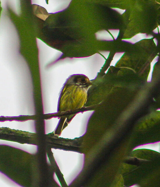 Foto miudinho (Myiornis auricularis) Por Julia Forbeci Rebeyka | Wiki ...