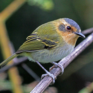 tororó (Poecilotriccus plumbeiceps) | WikiAves - A Enciclopédia das ...