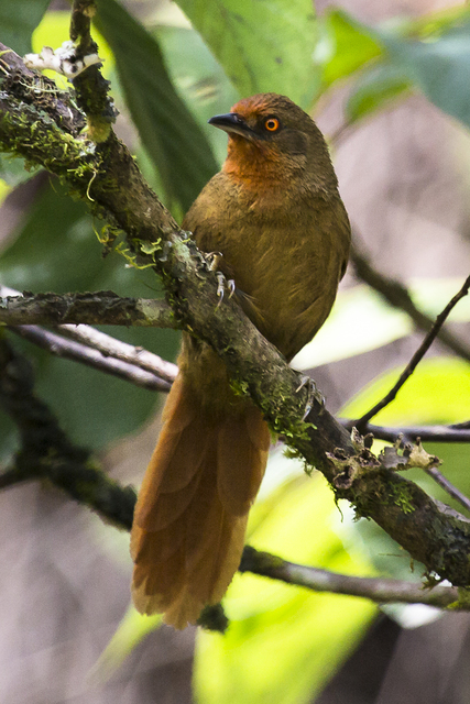 Foto joão-botina-da-mata (Phacellodomus erythrophthalmus) Por Thelma ...