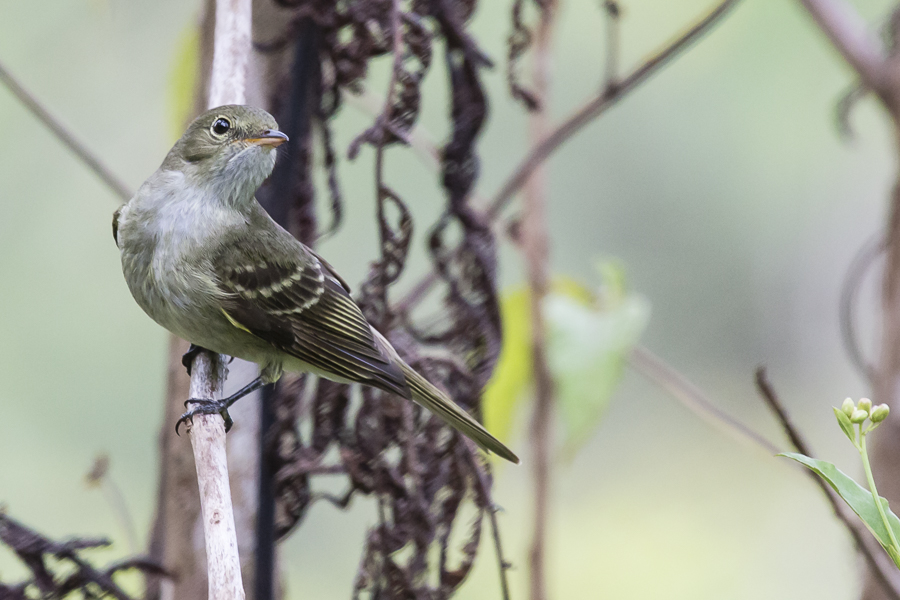 Foto tuque (Elaenia mesoleuca) Por Thelma Gatuzzo | Wiki Aves - A ...