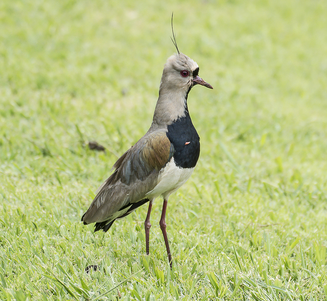 Foto quero-quero (Vanellus chilensis) Por Luiz Bravo | Wiki Aves - A ...