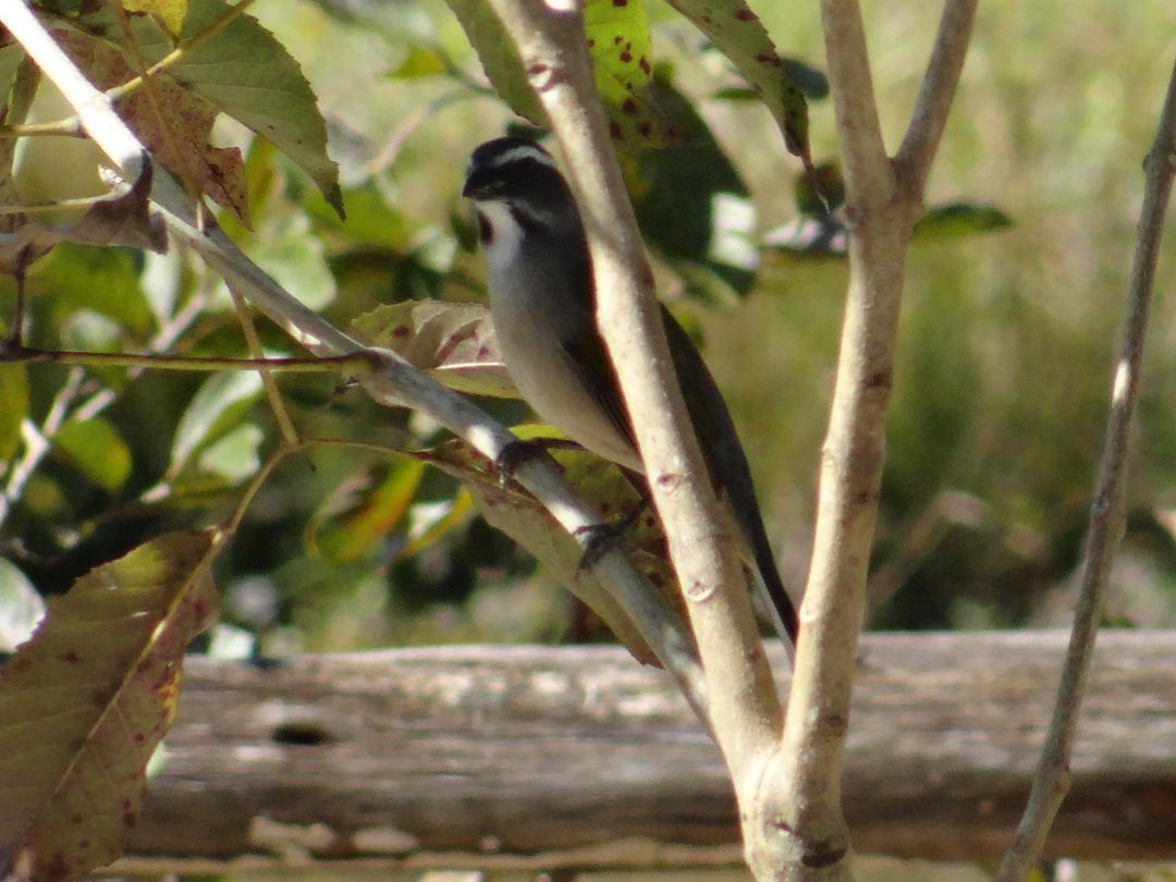 Foto trinca-ferro (Saltator similis) Por Ricardo B. Oliveira | Wiki ...