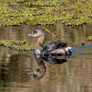 Podicipedidae | WikiAves - A Enciclopédia das Aves do Brasil
