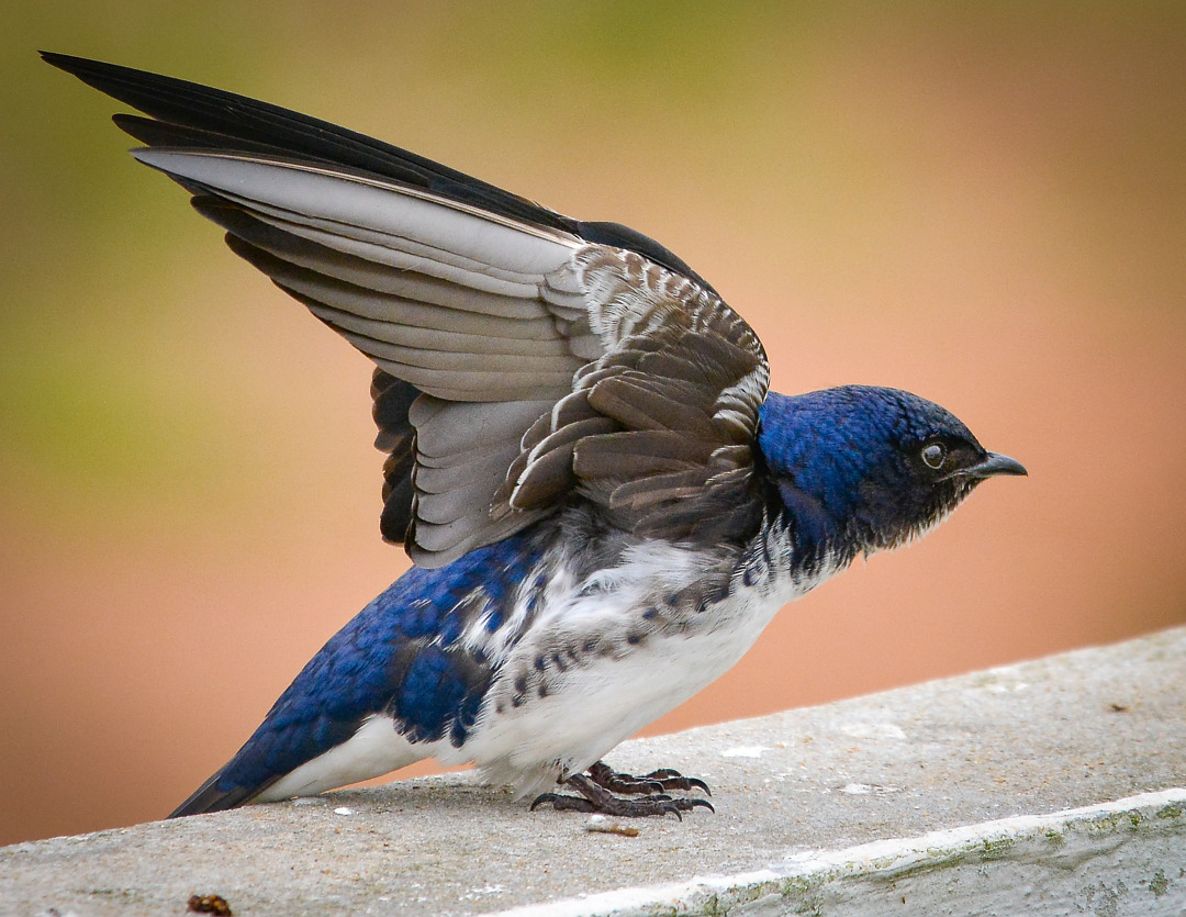 Foto andorinha-grande (Progne chalybea) Por Rafael Chiobatto | Wiki ...