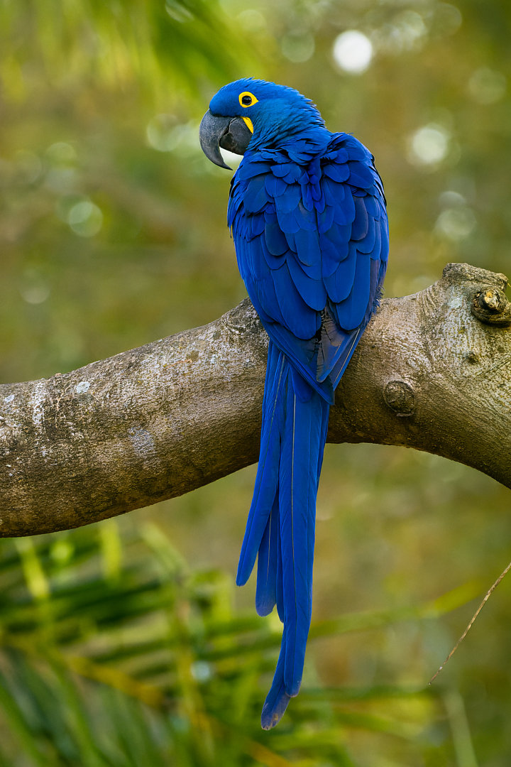 Foto arara-azul (Anodorhynchus hyacinthinus) Por Ernani Knupfer | Wiki ...