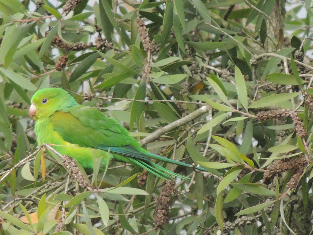 Foto periquito-rico (Brotogeris tirica) Por Gilmar Batista | Wiki Aves ...