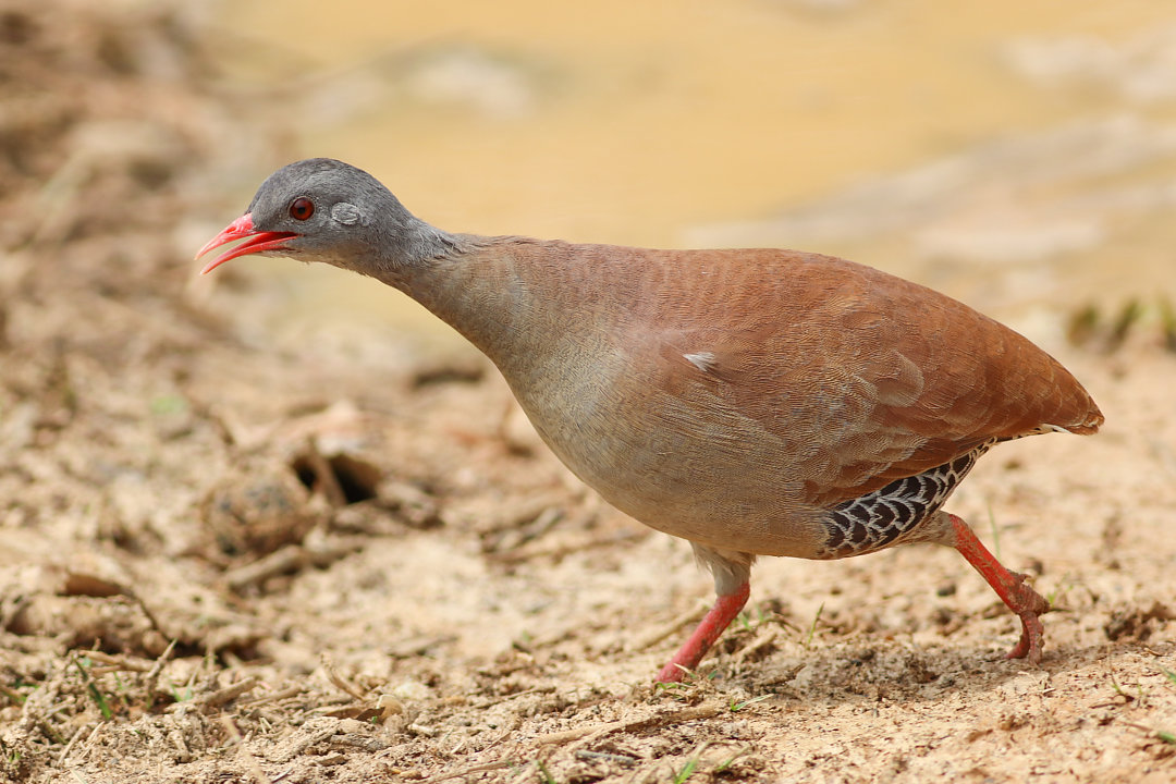 Foto inhambu-chororó (Crypturellus parvirostris) Por Luíz Alberto ...