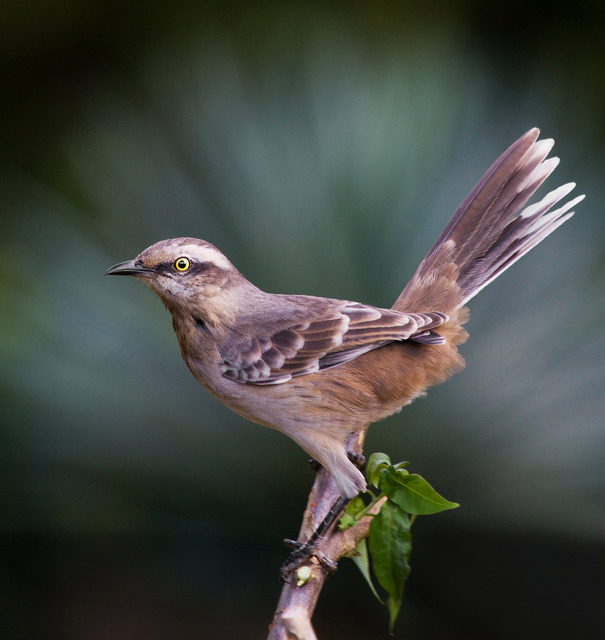 sabiá-do-campo (Mimus saturninus) | WikiAves - A Enciclopédia das Aves ...