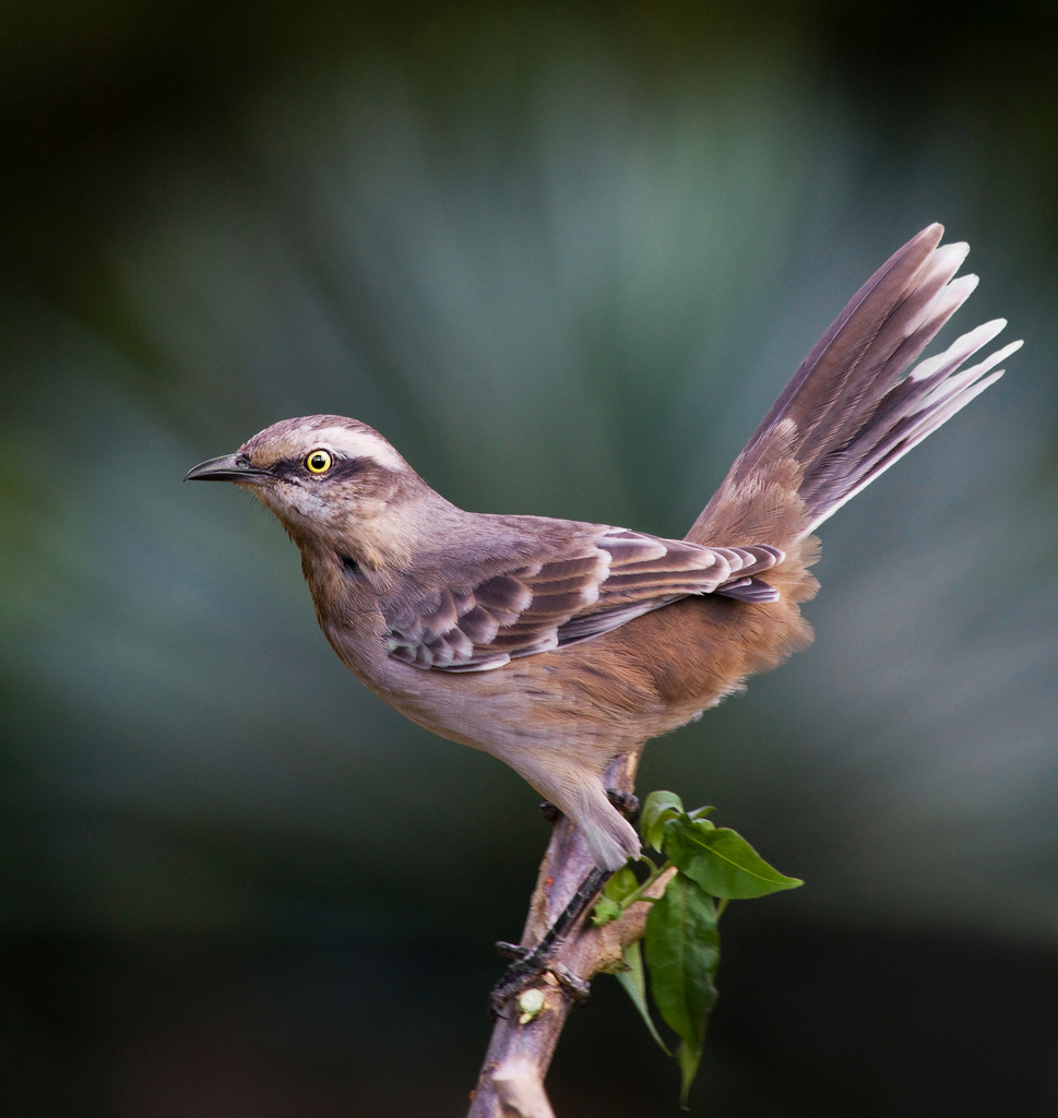 Foto sabiá-do-campo (Mimus saturninus) Por Raphael Macek | Wiki Aves ...
