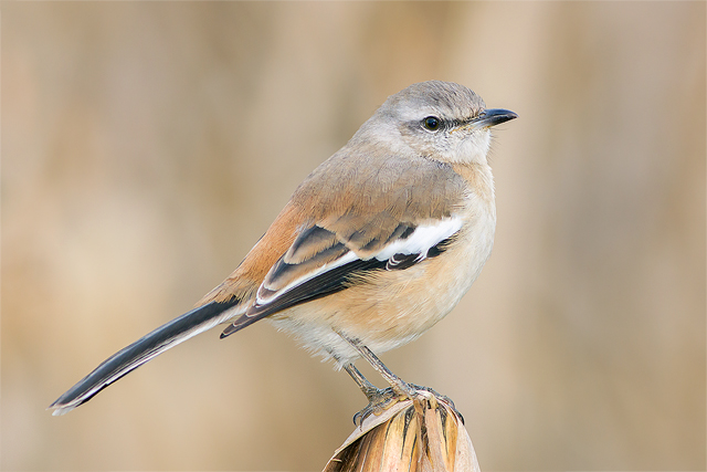 Foto calhandra-de-três-rabos (Mimus triurus) Por Filipe Bernardi | Wiki ...