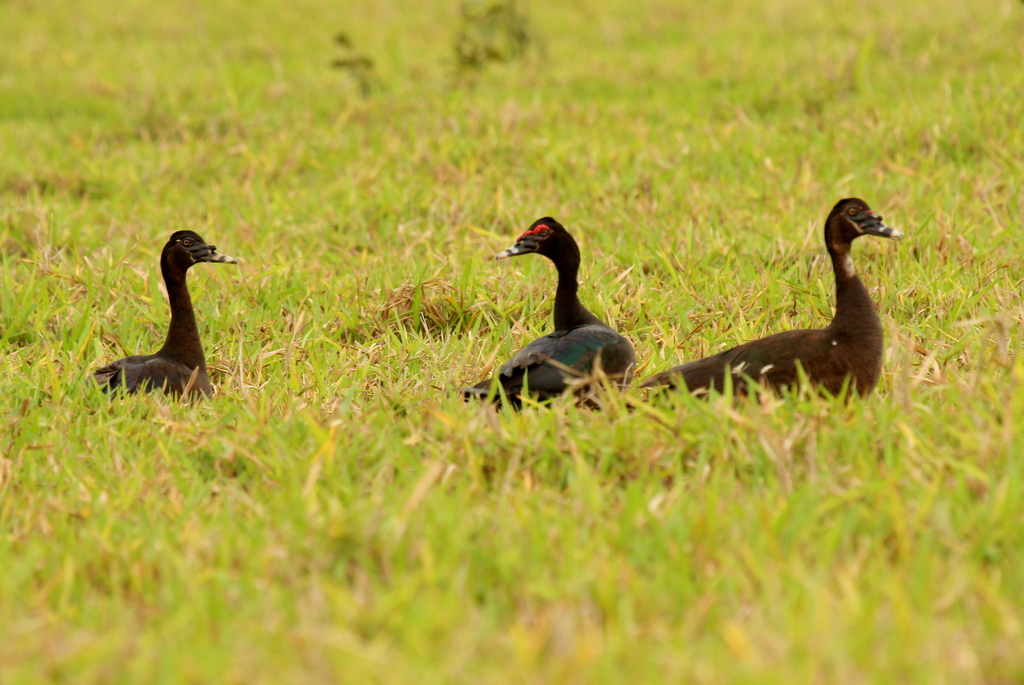 Foto pato-do-mato (Cairina moschata) Por Marcelo Queiroz | Wiki Aves ...