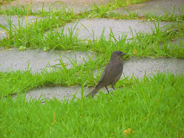 Foto chupim (Molothrus bonariensis) Por Bruno Cesar | Wiki Aves - A ...