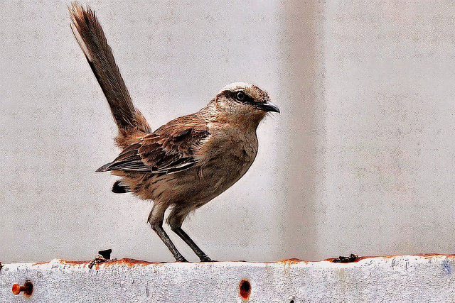Foto sabiá-do-campo (Mimus saturninus) Por Adalberto Ramaldes | Wiki ...