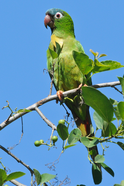 Foto aratinga-de-testa-azul (Thectocercus acuticaudatus) Por Margi Moss ...