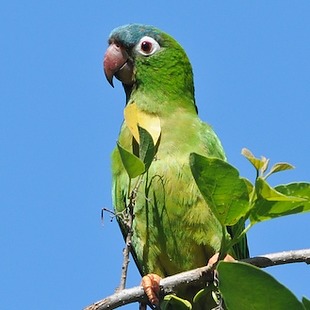 aratinga-de-testa-azul (Thectocercus acuticaudatus) | WikiAves - A ...
