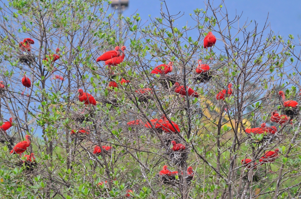 Foto guará (Eudocimus ruber) Por Mario Arias | Wiki Aves - A ...