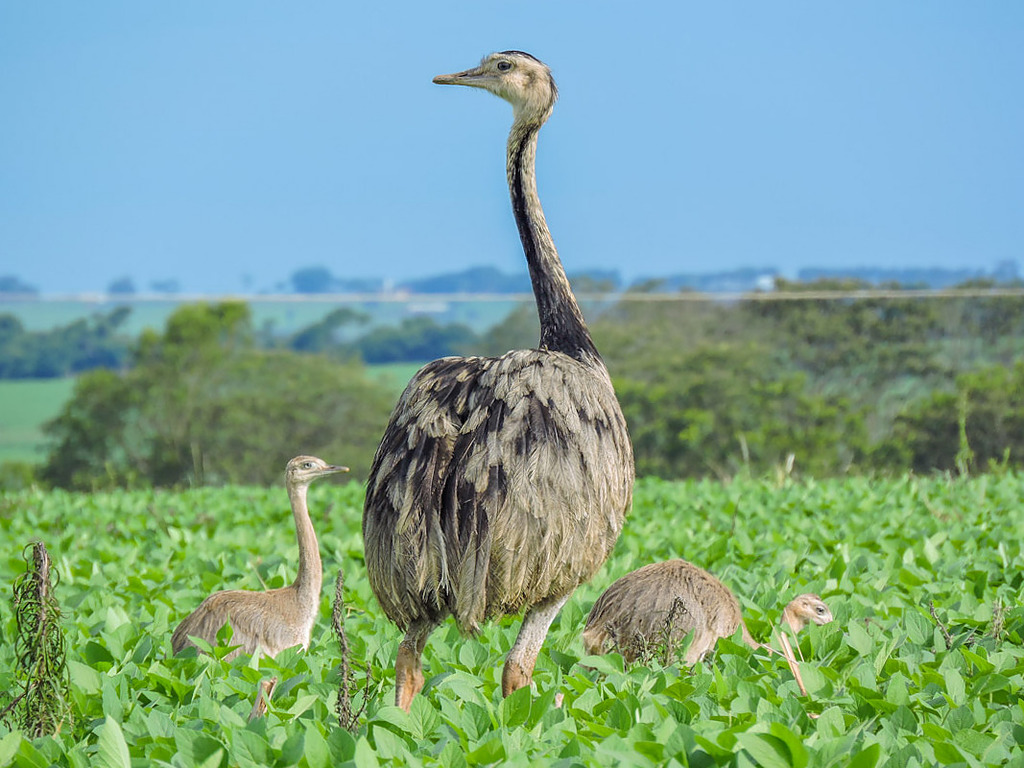 Foto ema (Rhea americana) Por Antonino G. Medina (Toni) | Wiki Aves - A ...