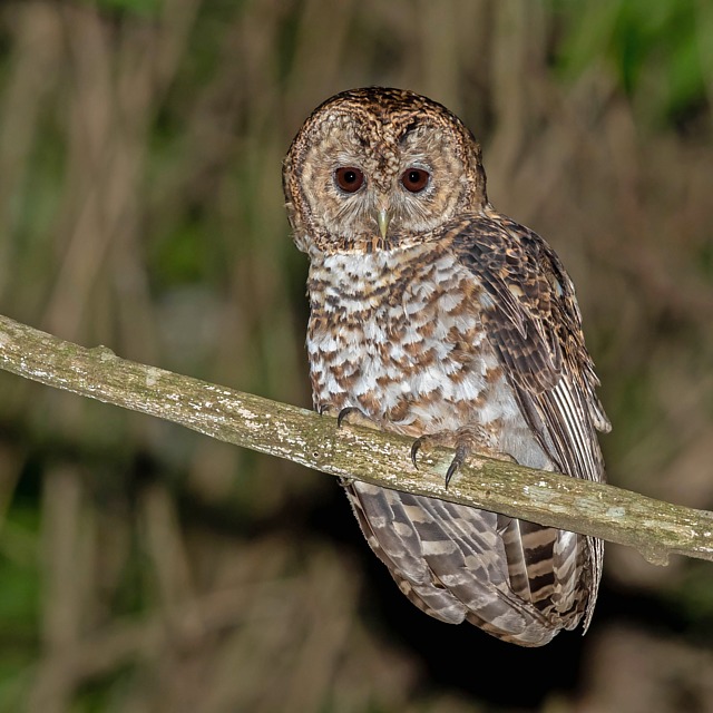 Foto coruja-listrada (Strix hylophila) Por Marcelo Figueiroa | Wiki ...
