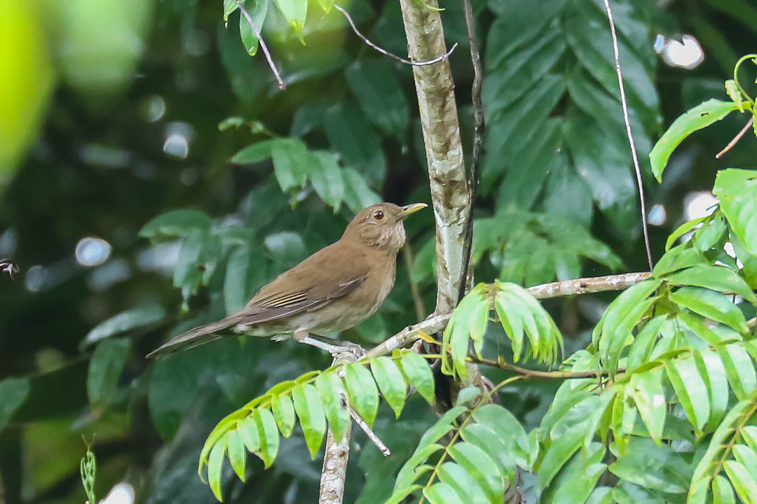 Foto sabiá-da-várzea (Turdus sanchezorum) Por Vanilce Souza | Wiki Aves ...