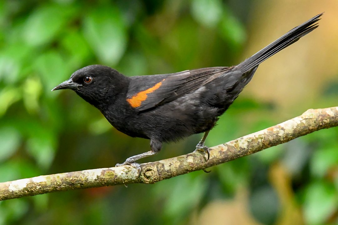 Foto encontro (Icterus pyrrhopterus) Por Fernando Paludo | Wiki Aves ...