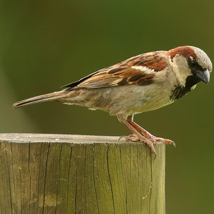 Passeridae | WikiAves - A Enciclopédia das Aves do Brasil