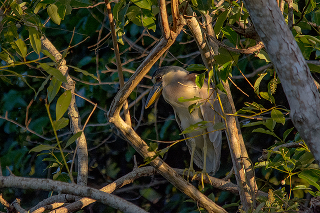 Foto arapapá (Cochlearius cochlearius) Por Jair Moreira | Wiki Aves - A ...