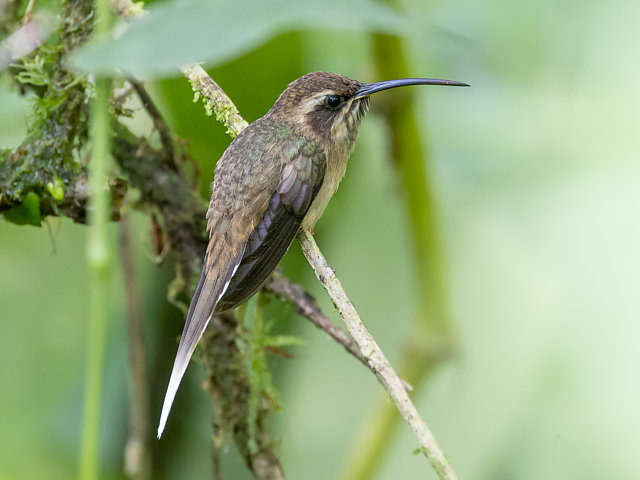 Foto rabo-branco-pequeno (Phaethornis squalidus) Por Fernando Jacobs ...