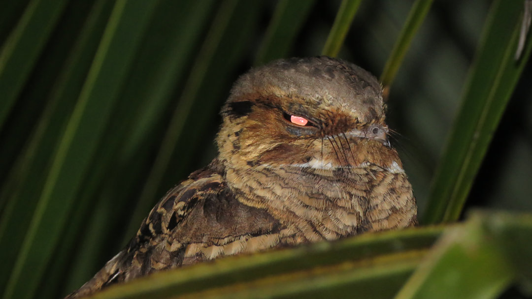 Foto bacurau (Nyctidromus albicollis) Por Belgrano Rekowsky | Wiki Aves ...