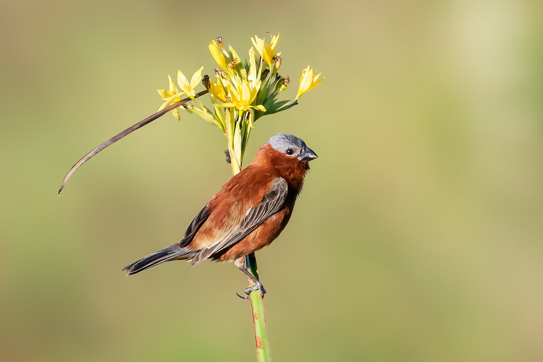 Foto caboclinho-de-chapéu-cinzento (Sporophila cinnamomea) Por Filipe ...