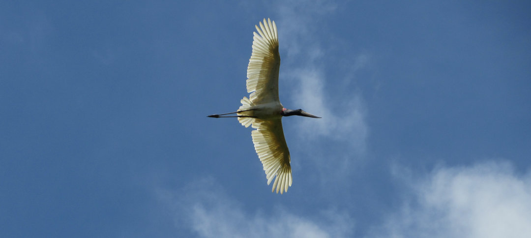 Foto tuiuiú (Jabiru mycteria) Por Lucca Vieira | Wiki Aves - A ...
