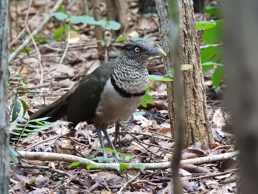 Foto jacu-estalo (Neomorphus geoffroyi) Por Cesar Francischetti | Wiki ...