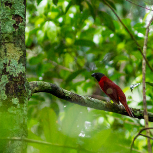 bicudo-encarnado (Periporphyrus erythromelas) | WikiAves - A ...
