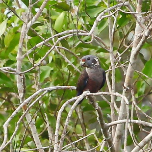 maitaca-roxa (Pionus fuscus) | WikiAves - A Enciclopédia das Aves do Brasil