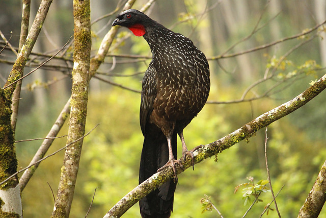 Foto jacuguaçu (Penelope obscura) Por Marcelo Crespim | Wiki Aves - A ...