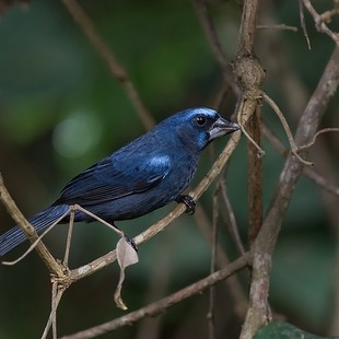 azulão-da-amazônia (Cyanoloxia rothschildii) | WikiAves - A ...