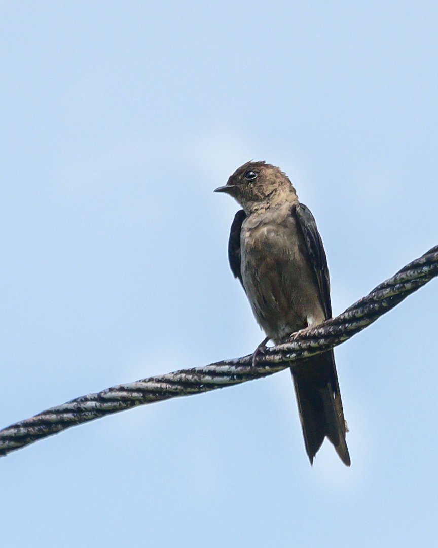 Foto calcinha-branca (Atticora tibialis) Por Lucas Klassmann | Wiki Aves - A Enciclopédia das ...