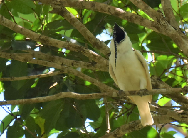 Foto araponga-da-amazônia (Procnias albus) Por João B Santos | Wiki ...