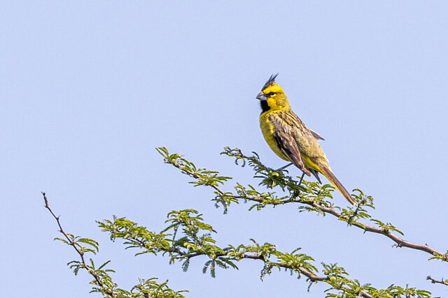Foto cardeal-amarelo (Gubernatrix cristata) Por Paulo Fernando ...