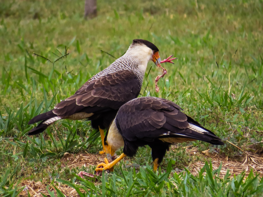 Foto carcará (Caracara plancus) Por Herbert O. R. Schubart | Wiki Aves ...