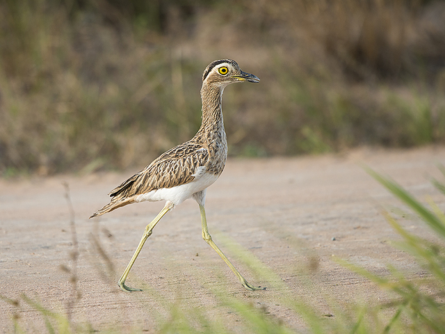 Foto téu-téu-da-savana (Burhinus bistriatus) Por Sergio Gregorio | Wiki ...