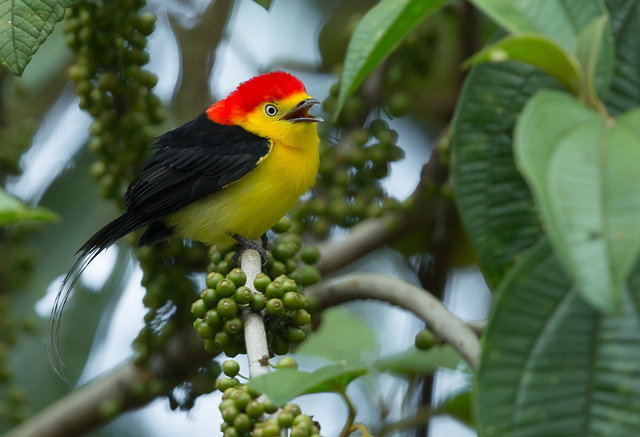 Foto rabo-de-arame (Pipra filicauda) Por Ester Ramirez | Wiki Aves - A ...