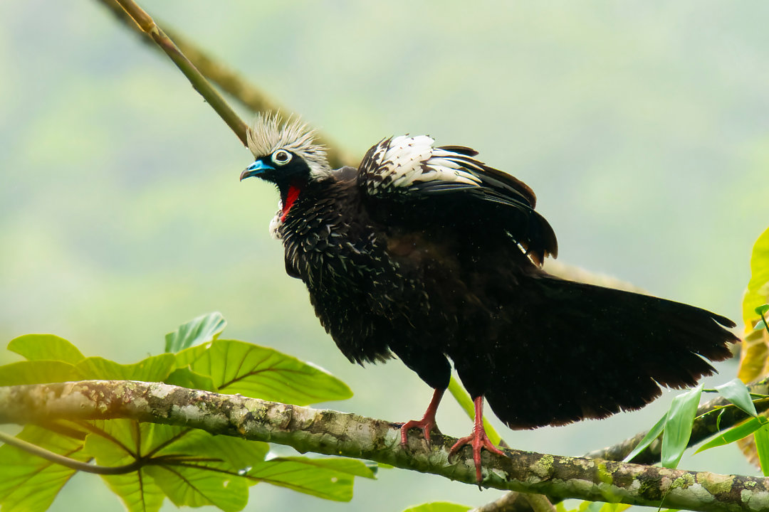 Foto jacutinga (Aburria jacutinga) Por Marcelo Telles | Wiki Aves - A ...