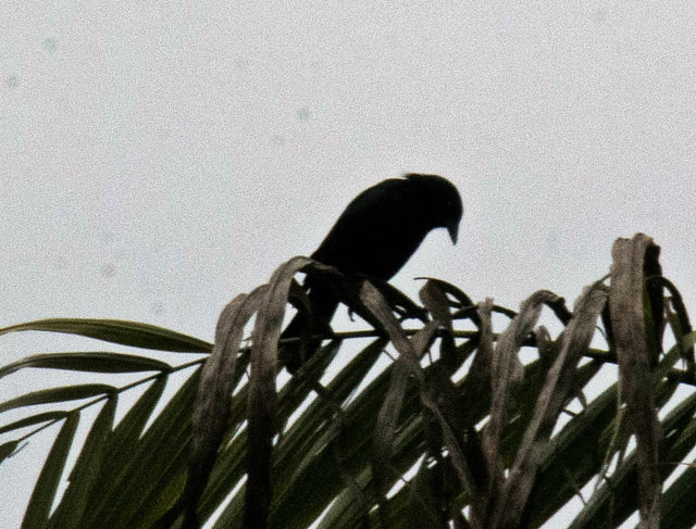 Foto chupim (Molothrus bonariensis) Por Jacques Passamani | Wiki Aves ...